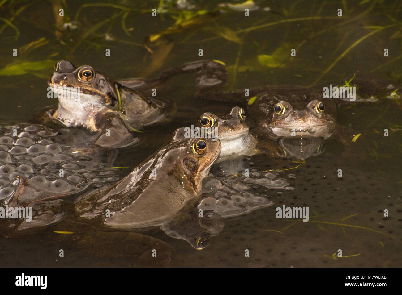 Frogs of the world hi-res stock photography and images - Alamy