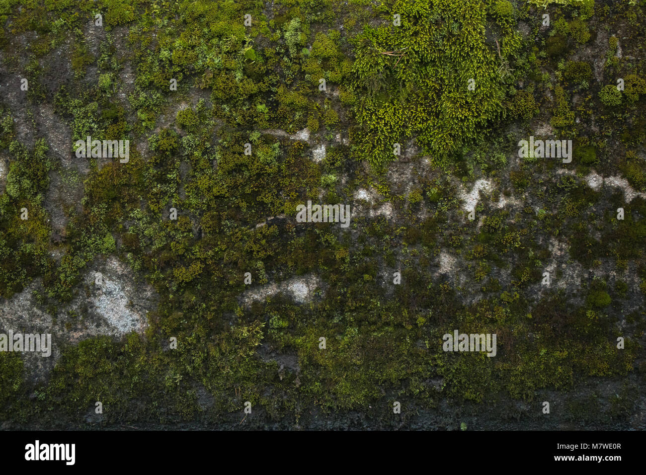 Real moss texture and concrete green Stock Photo - Alamy