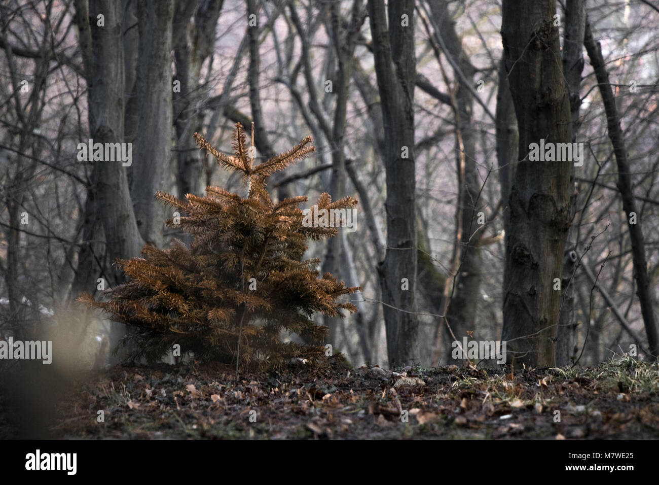 Young small fir tree hi-res stock photography and images - Alamy