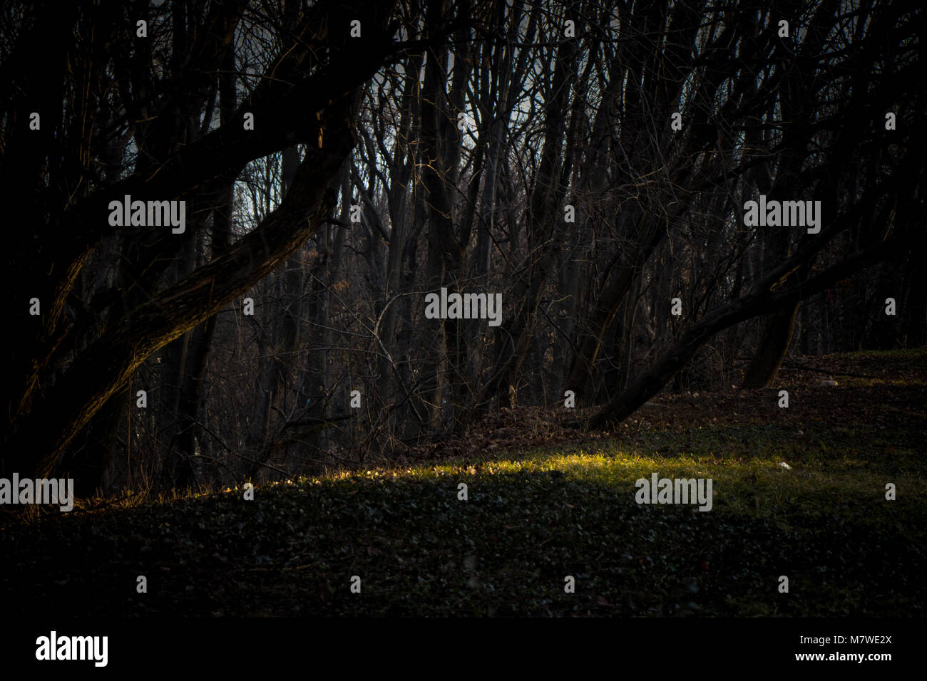 Warm light in the forest scene+ Stock Photo - Alamy