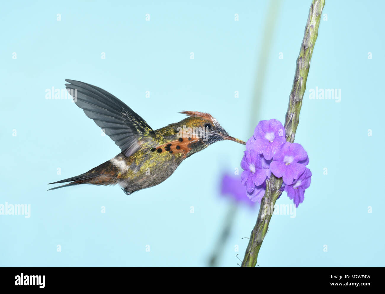 Tufted coquette hummingbird hi-res stock photography and images - Alamy