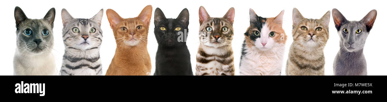 group of cats in front of white background Stock Photo - Alamy