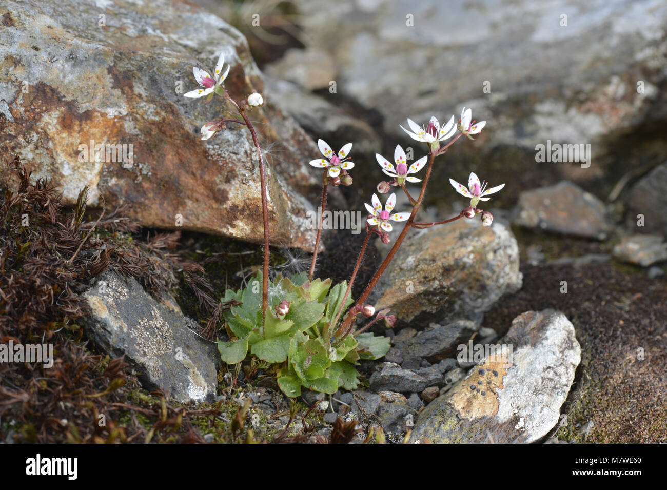 Starry Saxifrage - Saxifraga stellaris Stock Photo - Alamy
