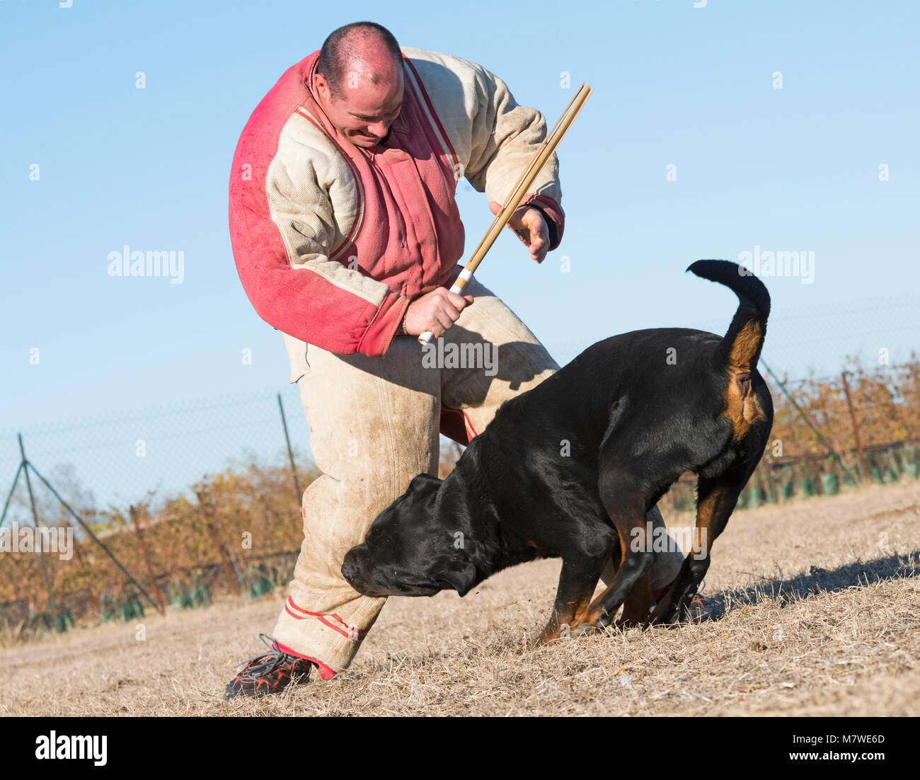 Rottweiler police dog hi-res stock photography and images - Alamy