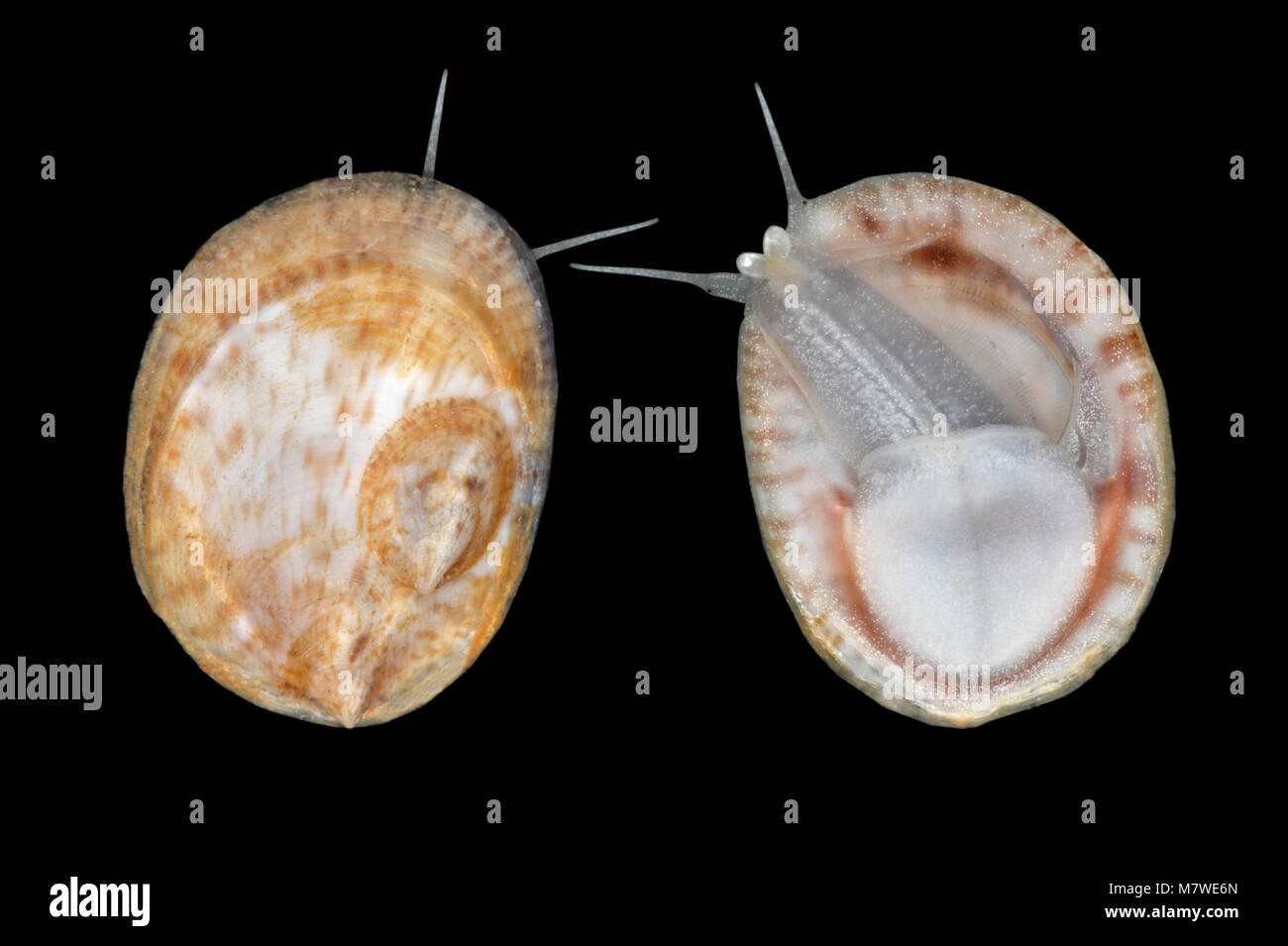 White Tortoiseshell Limpet - Tectura virginea Stock Photo - Alamy