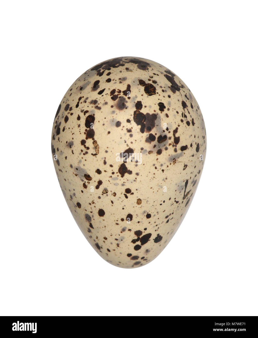 Sandpiper eggs hi-res stock photography and images - Alamy