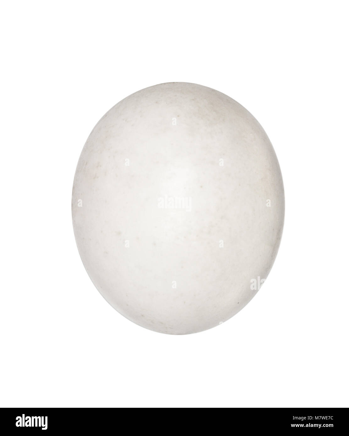 Bee eater Cut Out Stock Images & Pictures - Alamy