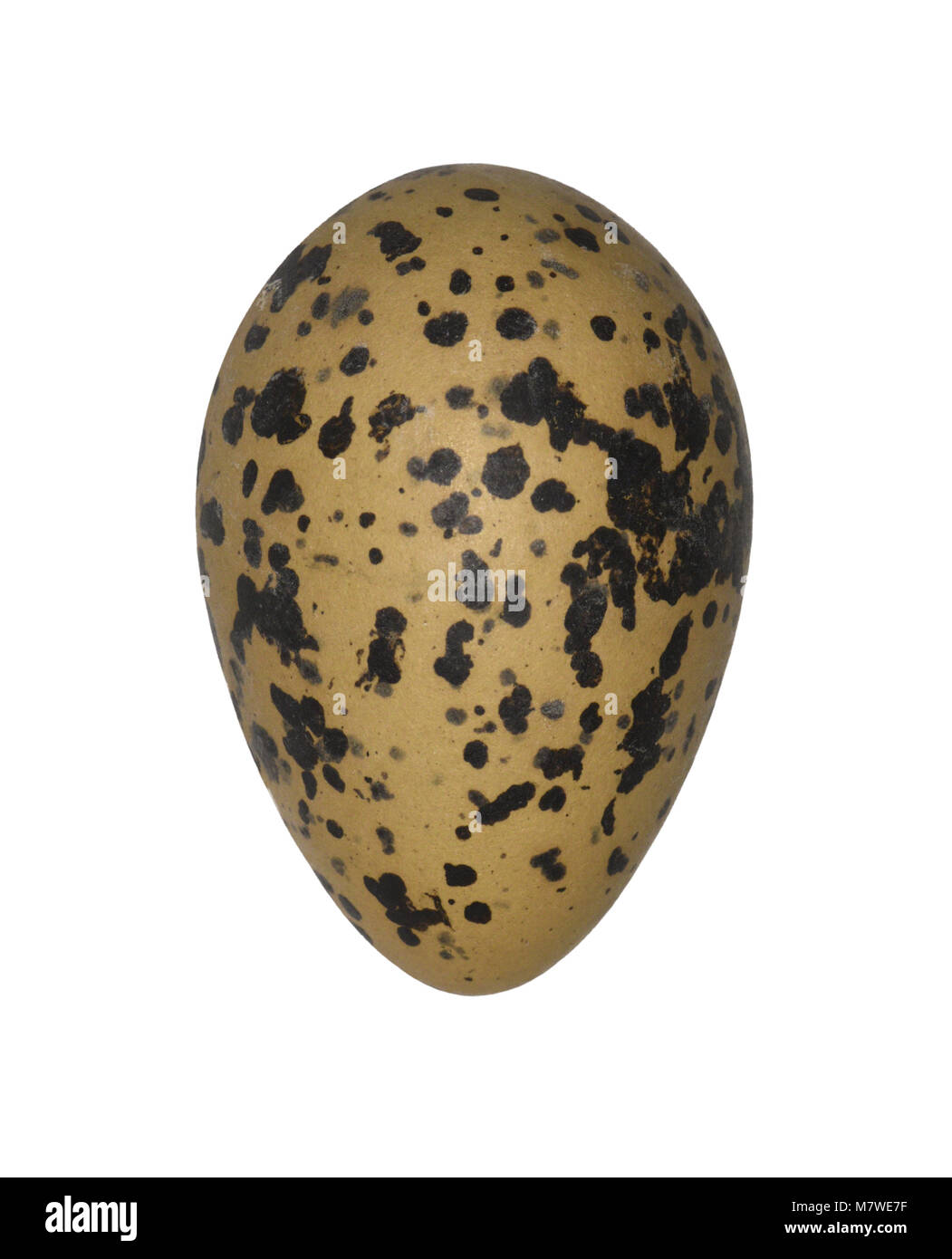 Stilts stilt Cut Out Stock Images & Pictures - Alamy