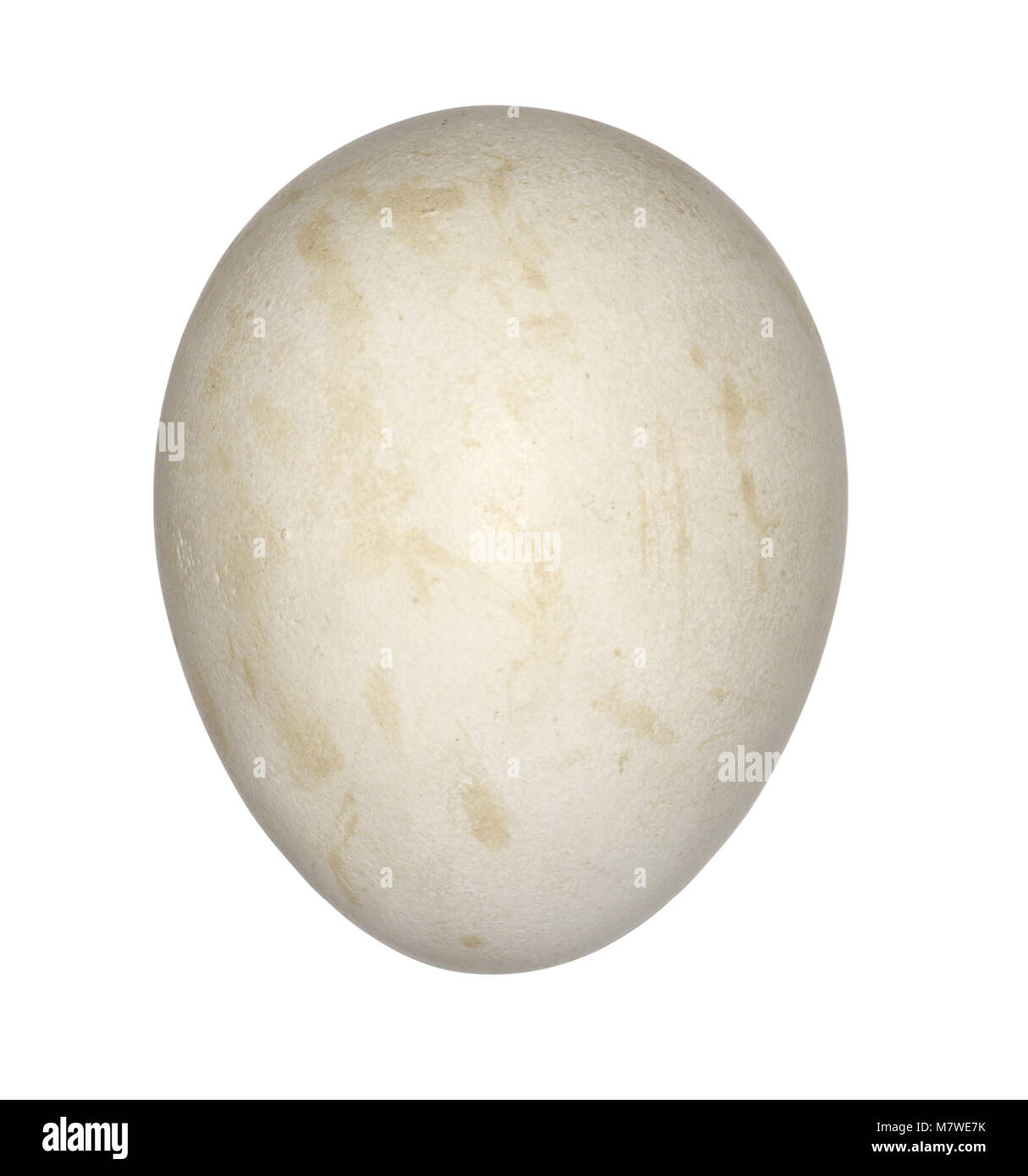 White tailed eagles sea Cut Out Stock Images & Pictures - Alamy