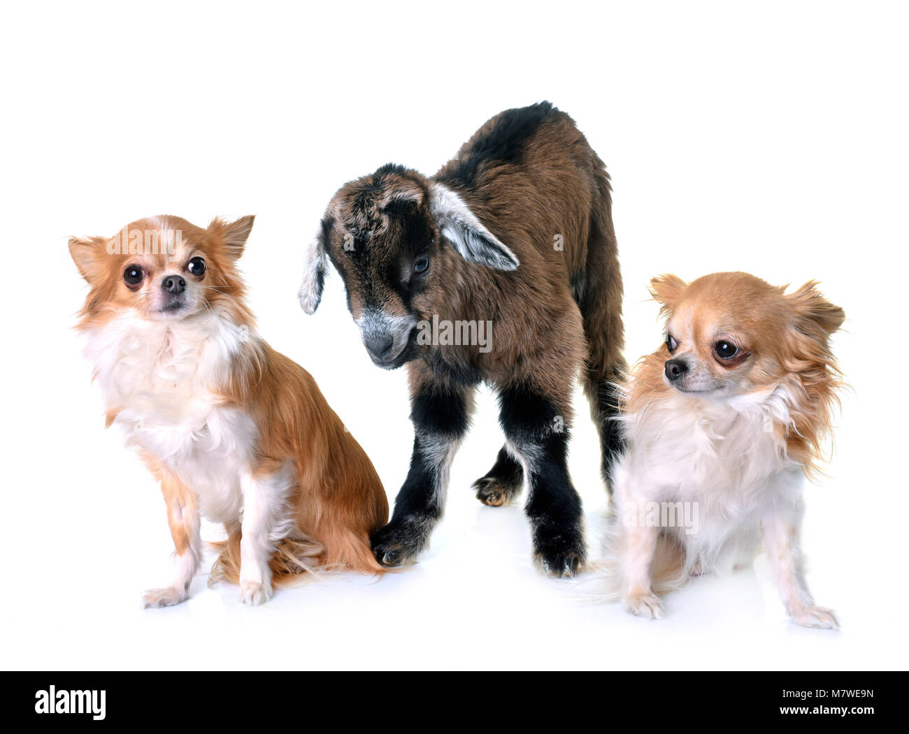 brown kid and dogs in front of white background Stock Photo - Alamy