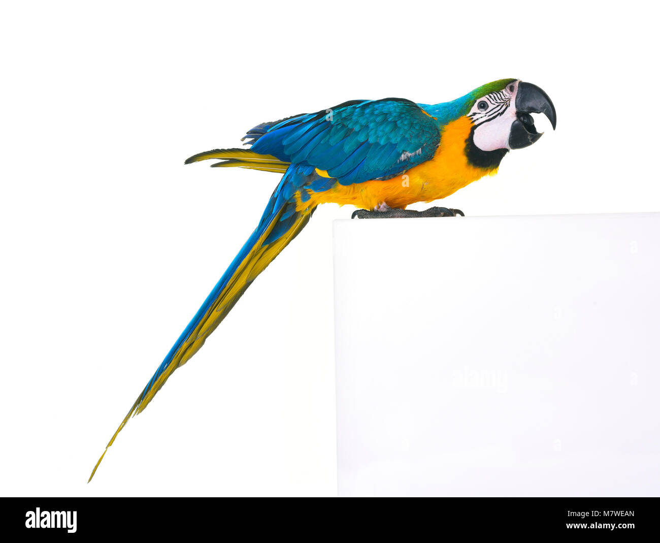 Blue-and-yellow macaw in front of white background Stock Photo - Alamy