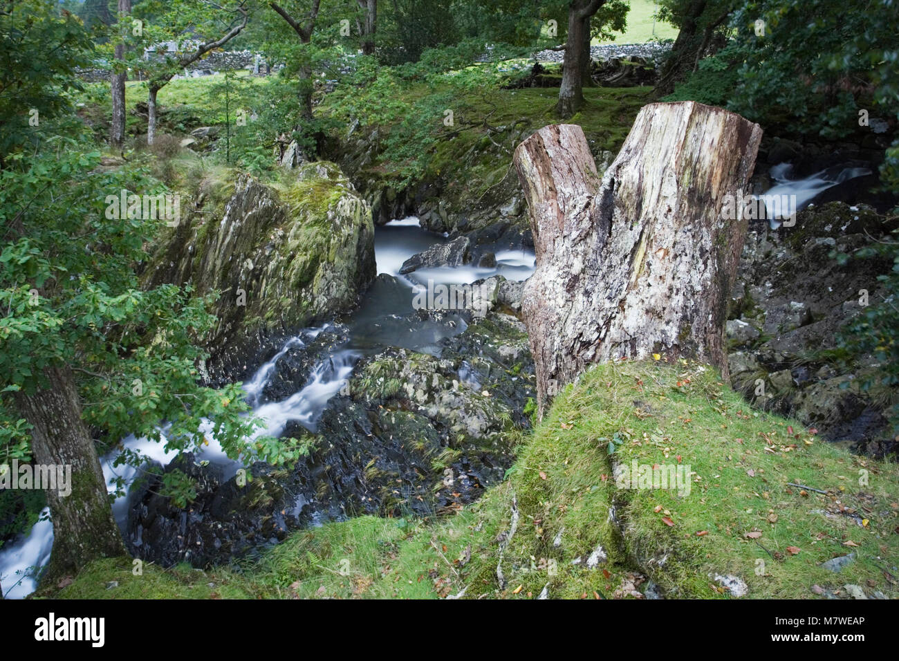 Veteran tree stump on the banks of Afon Gamlan, Gwynedd, Wales ...