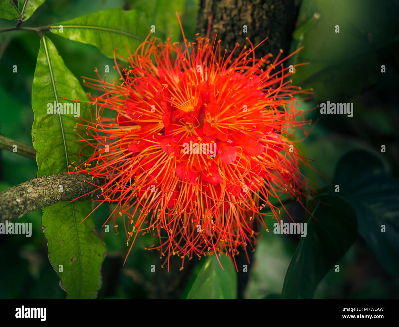 Panama Flame Bloom Stock Photo - Alamy