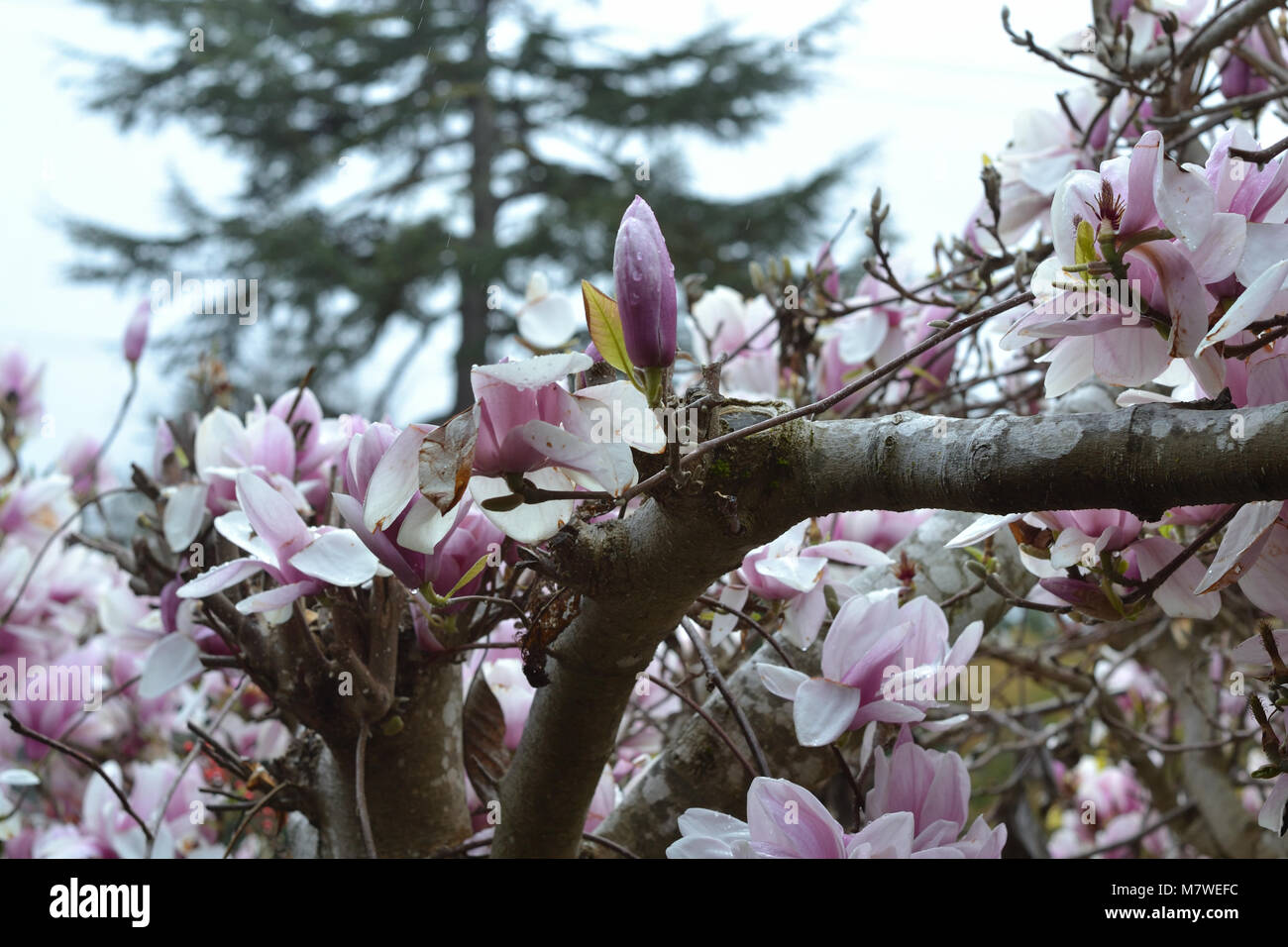 Magnolia tree in the rain Stock Photo - Alamy