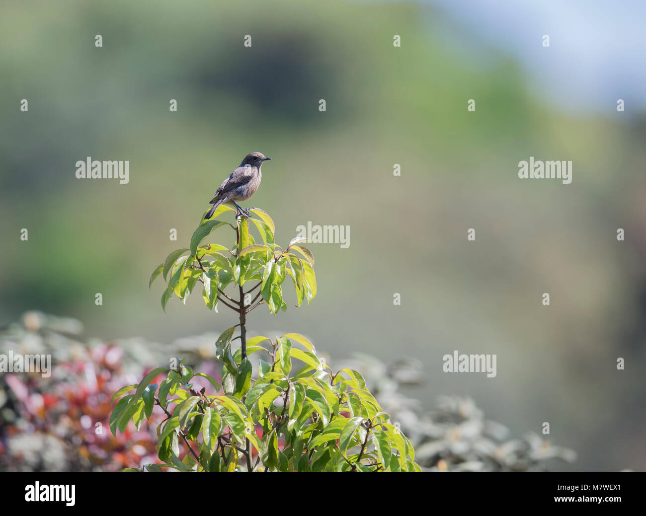 The prinias are a genus of small insectivorous birds belonging to the ...