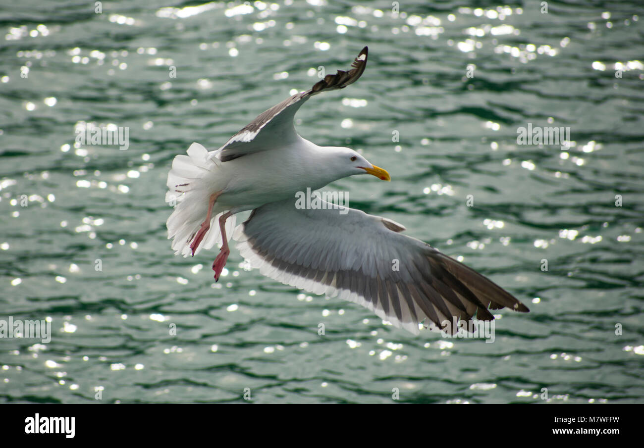 Swooping seagull hi-res stock photography and images - Alamy