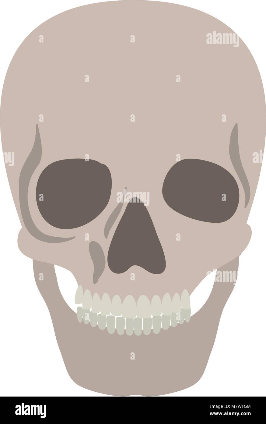 skull head skeleton icon Stock Vector Image & Art - Alamy