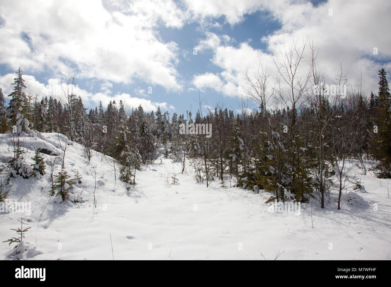 white snow covers the ground at the front of a woods Stock Photo - Alamy