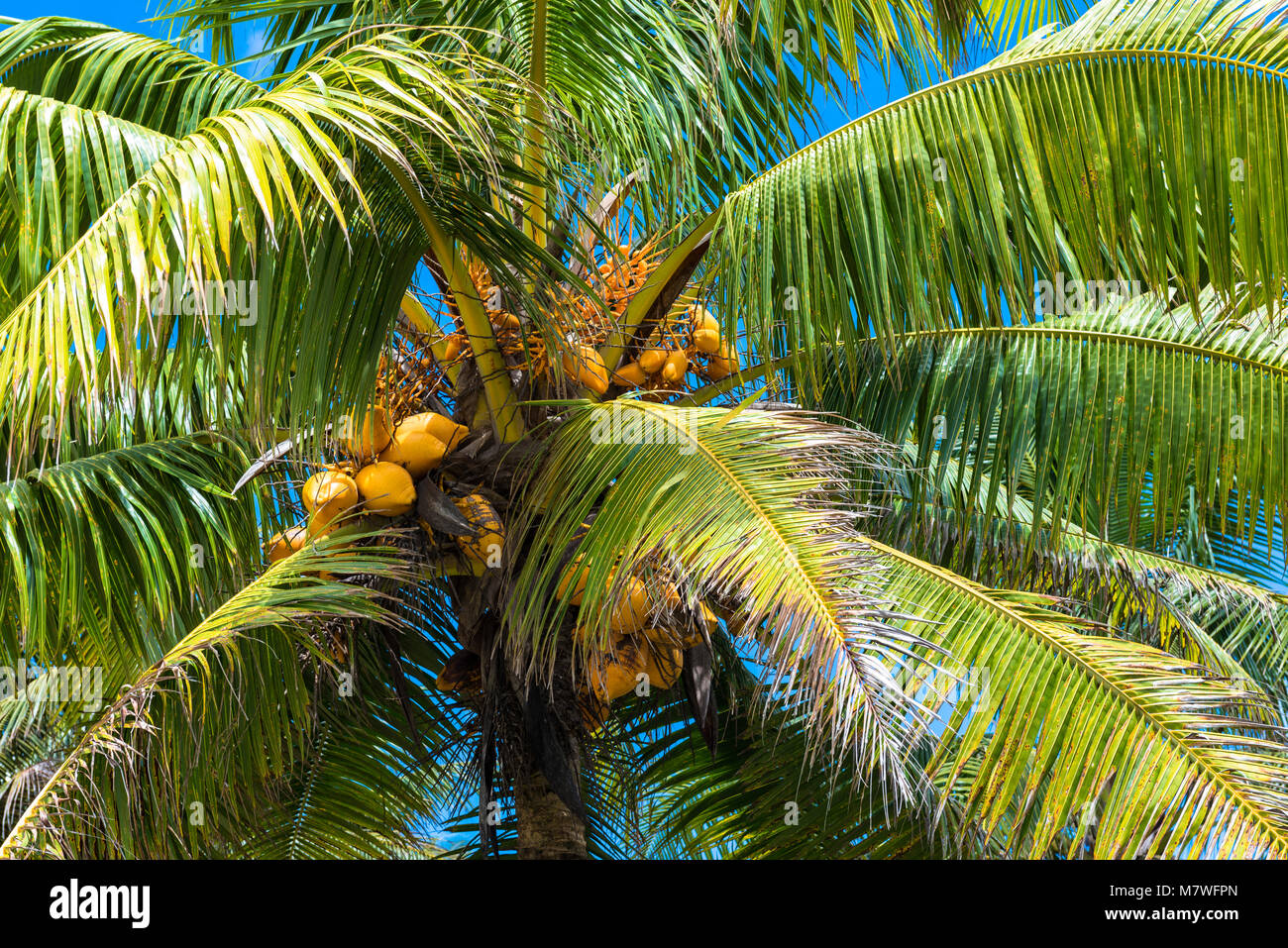 Niue island hi-res stock photography and images - Alamy