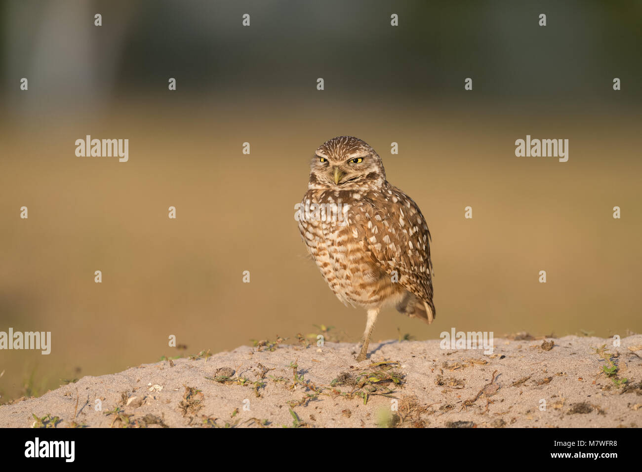 Burrowing Owl in Florida Stock Photo - Alamy