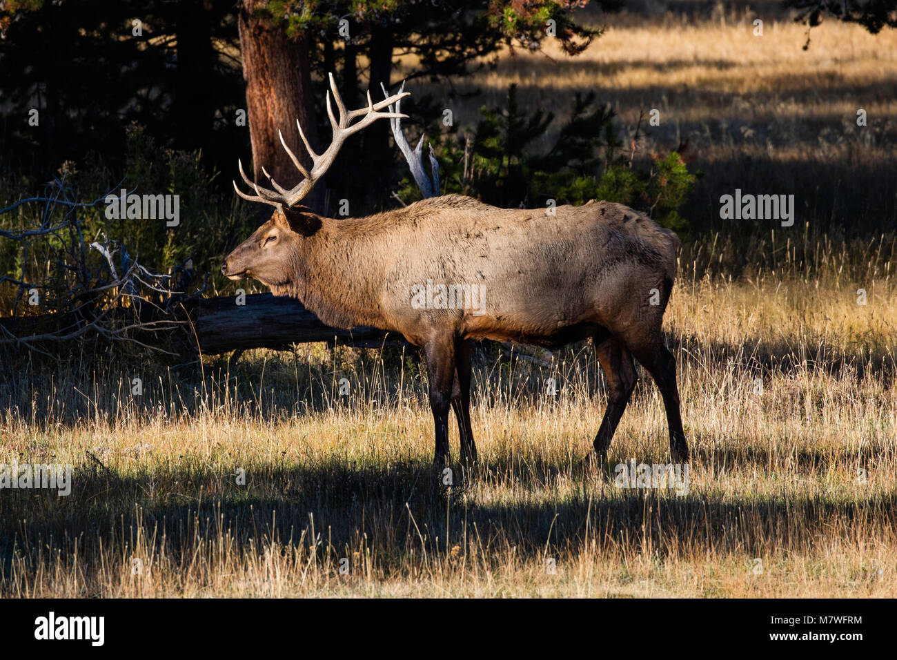Bull elk in rut hi-res stock photography and images - Alamy