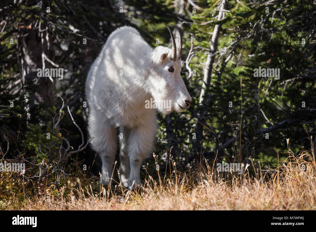 Mountain goat, Logan Pass, Glacier National Park, Montana Stock Photo ...