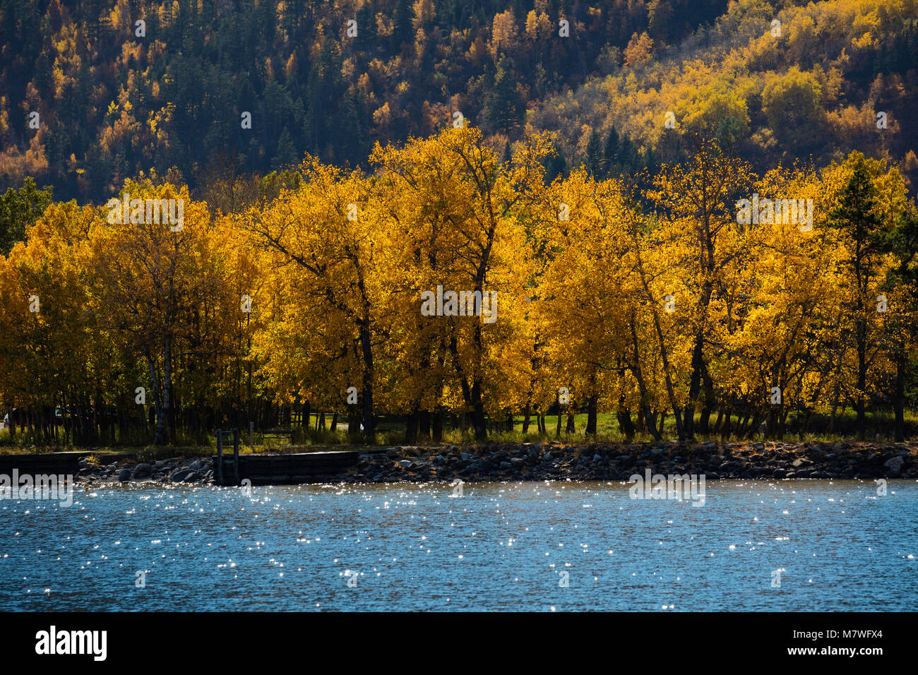 Golden aspen hi-res stock photography and images - Alamy