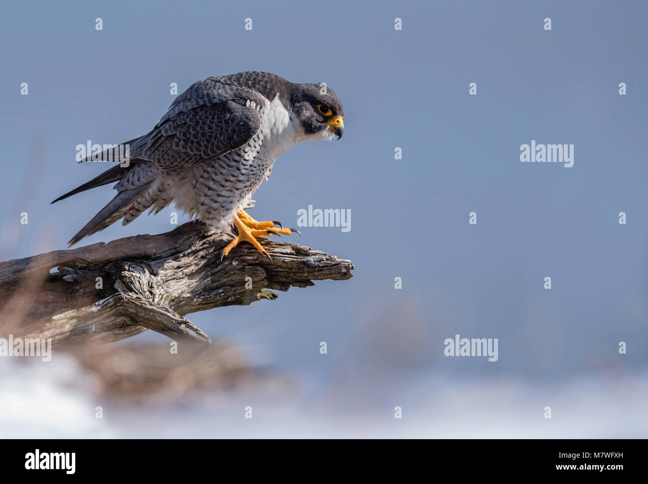 Peregrine Falcon in New Jersey Stock Photo - Alamy