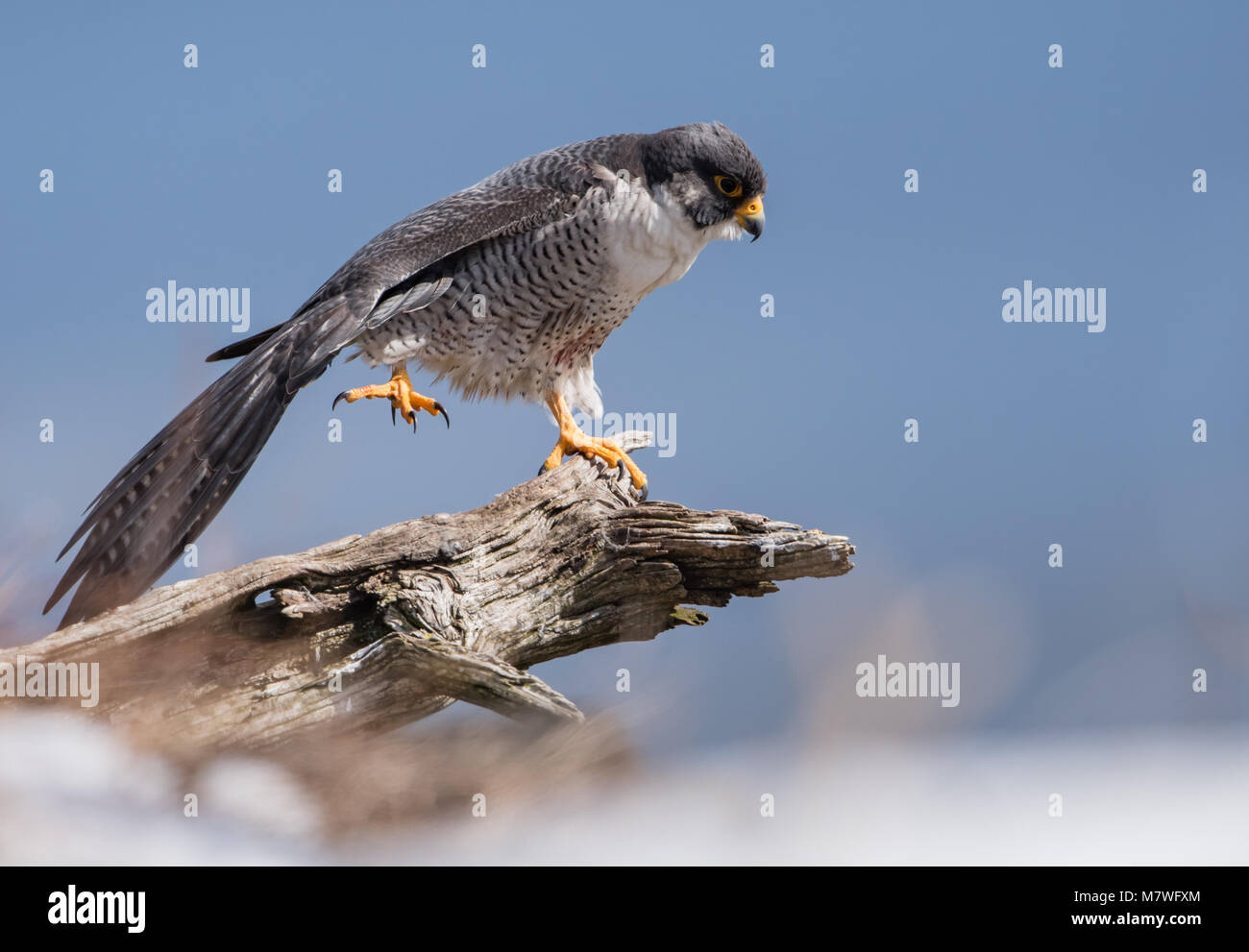 Peregrine Falcon in New Jersey Stock Photo - Alamy