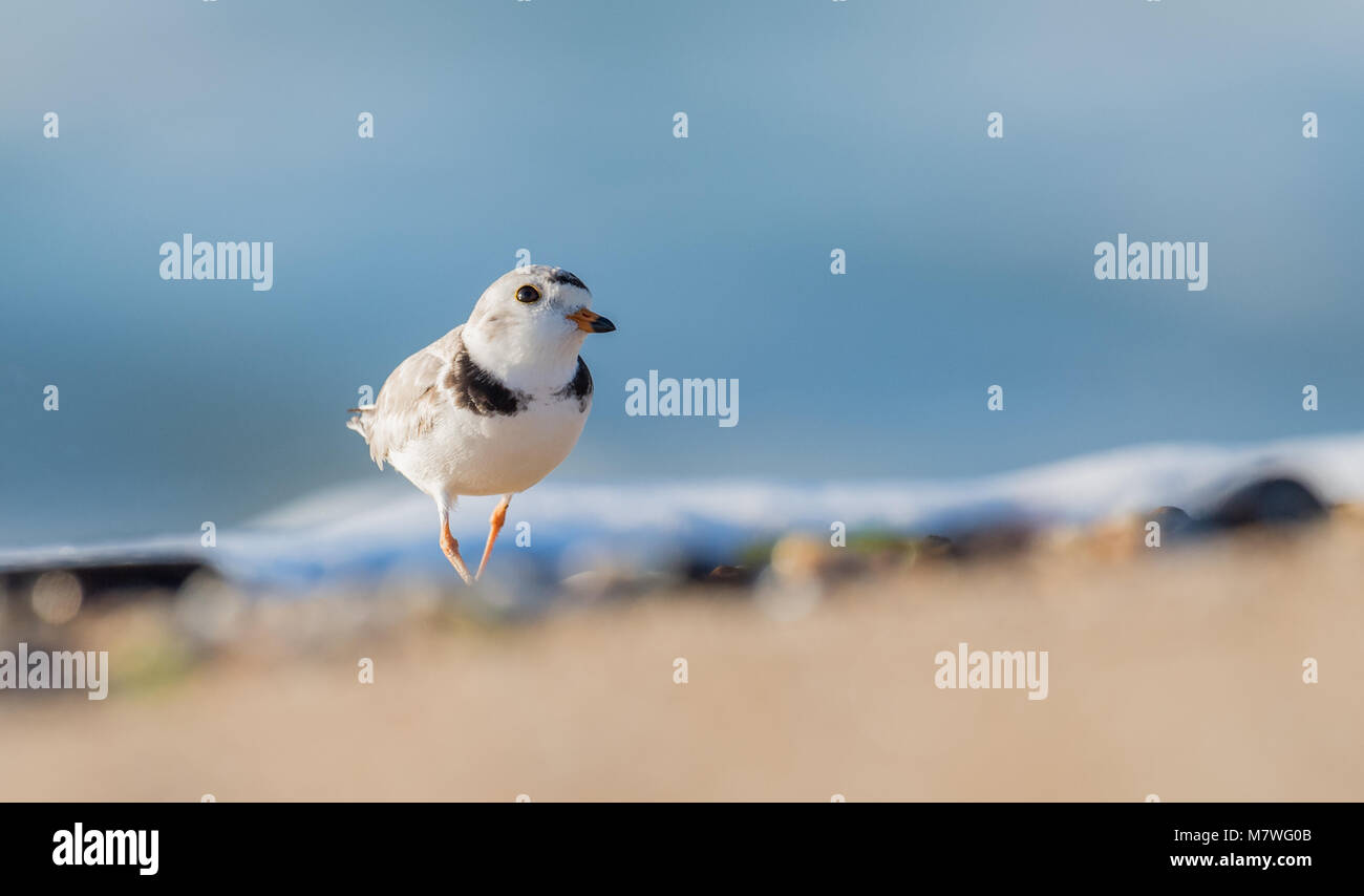 Florida sand piper hi-res stock photography and images - Alamy
