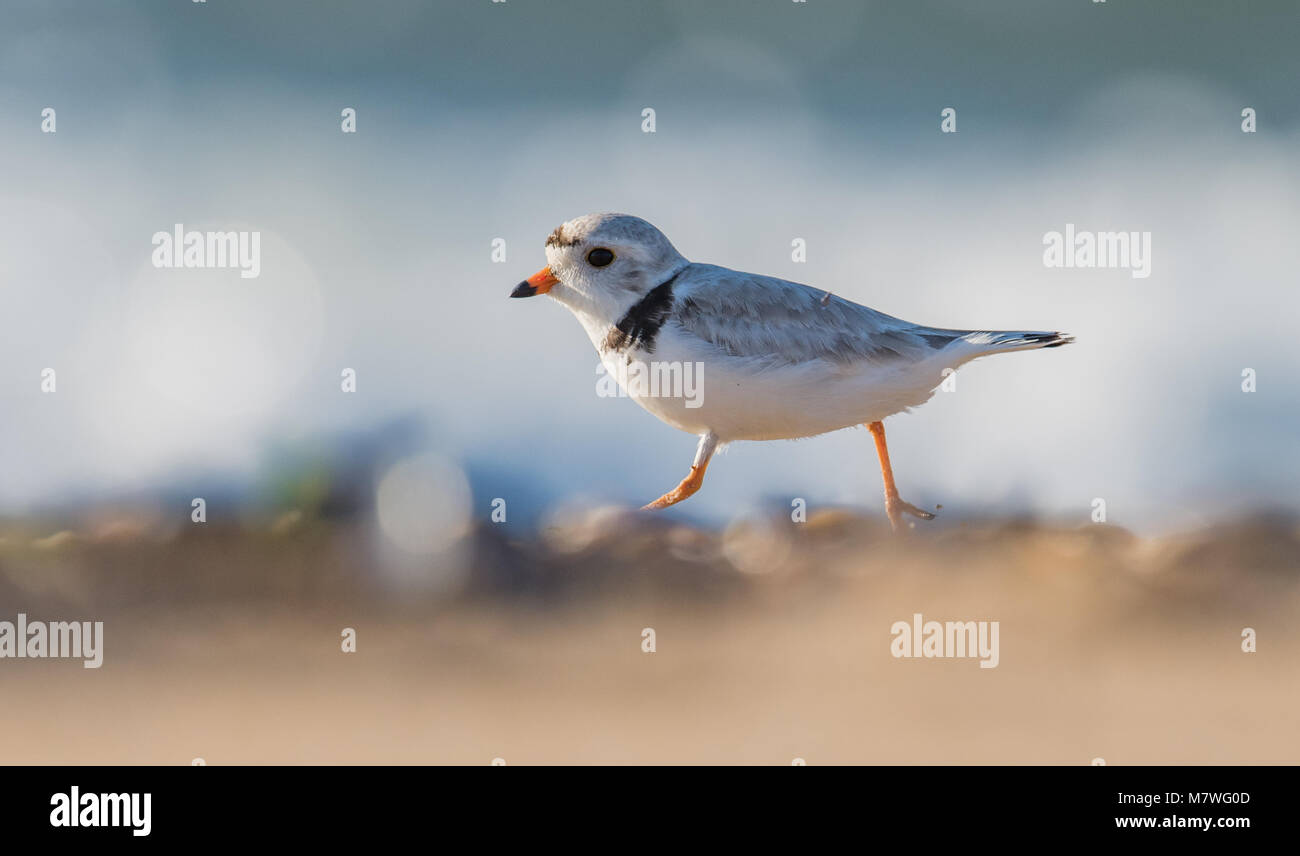Florida sand piper hi-res stock photography and images - Alamy