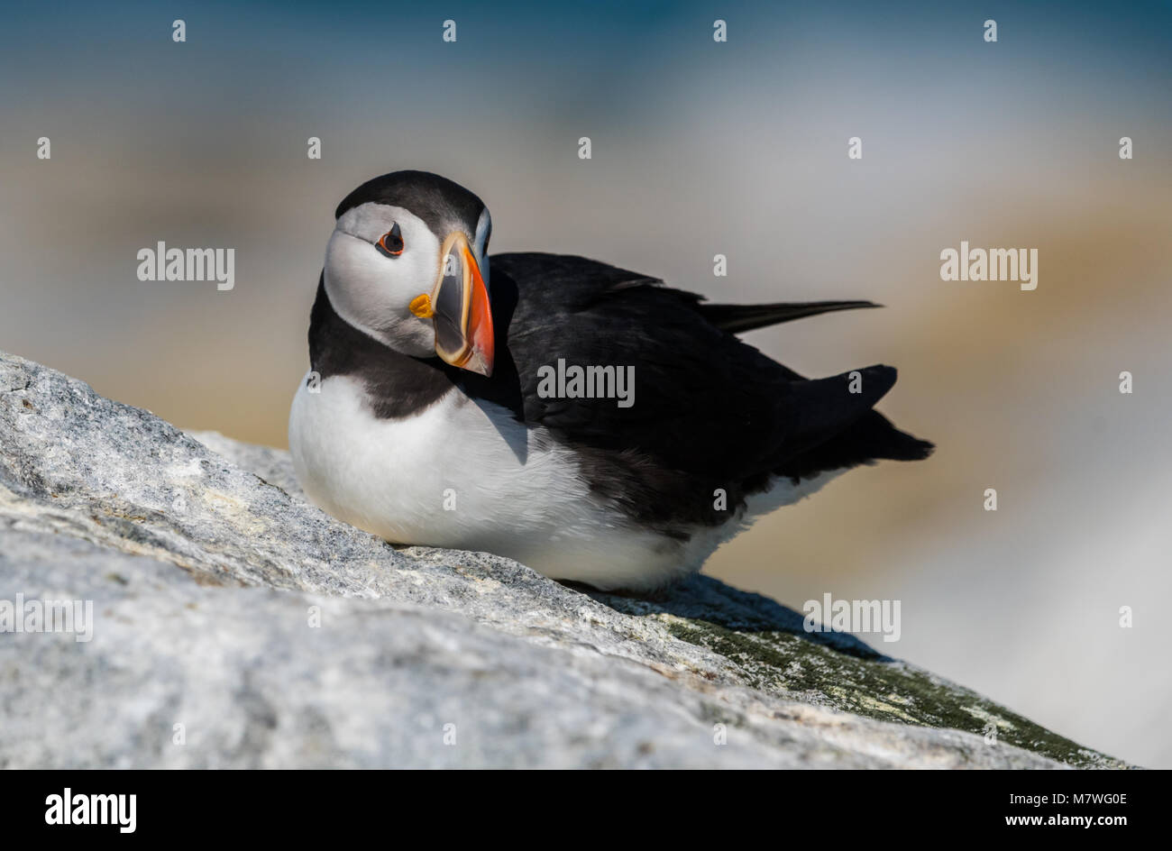 Puffin jersey hi-res stock photography and images - Alamy