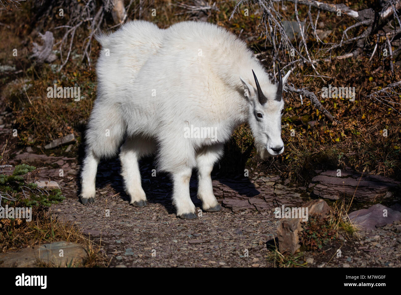 Mountain goat, Logan Pass, Glacier National Park, Montana Stock Photo ...
