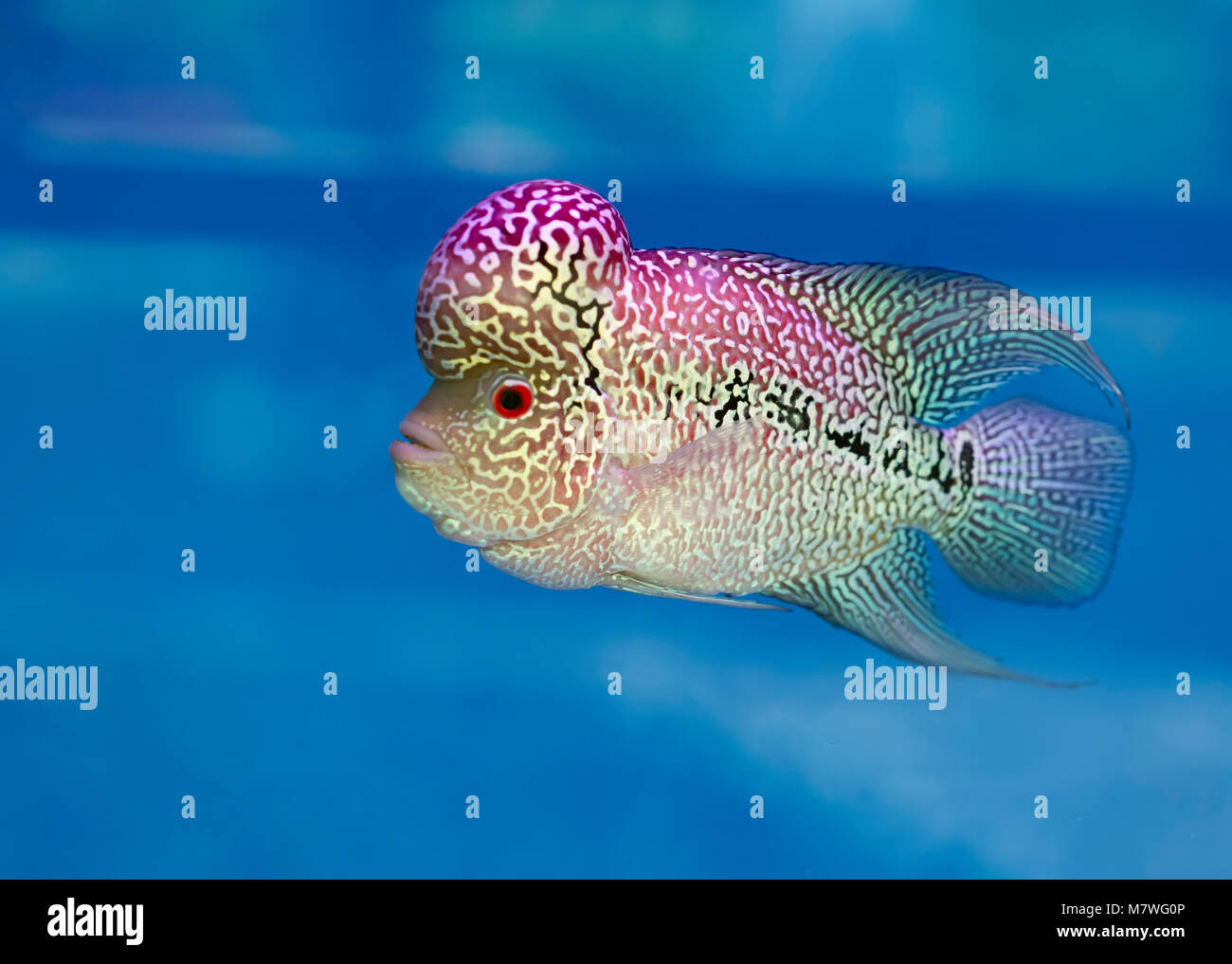 Flowerhorn Cichlid Colorful fish swimming in fish tank. This is an ...