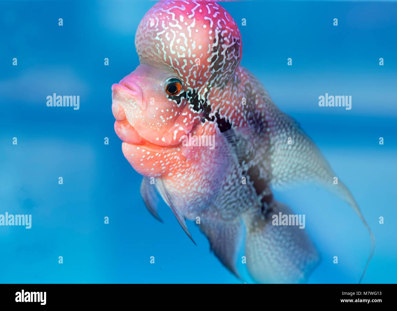 Flowerhorn Cichlid Colorful fish swimming in fish tank. This is an ...