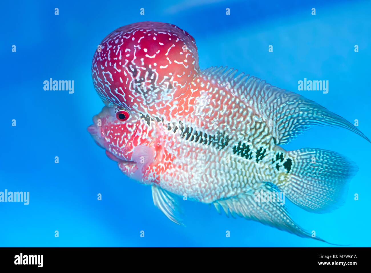 Flowerhorn Cichlid Colorful fish swimming in fish tank. This is an ...