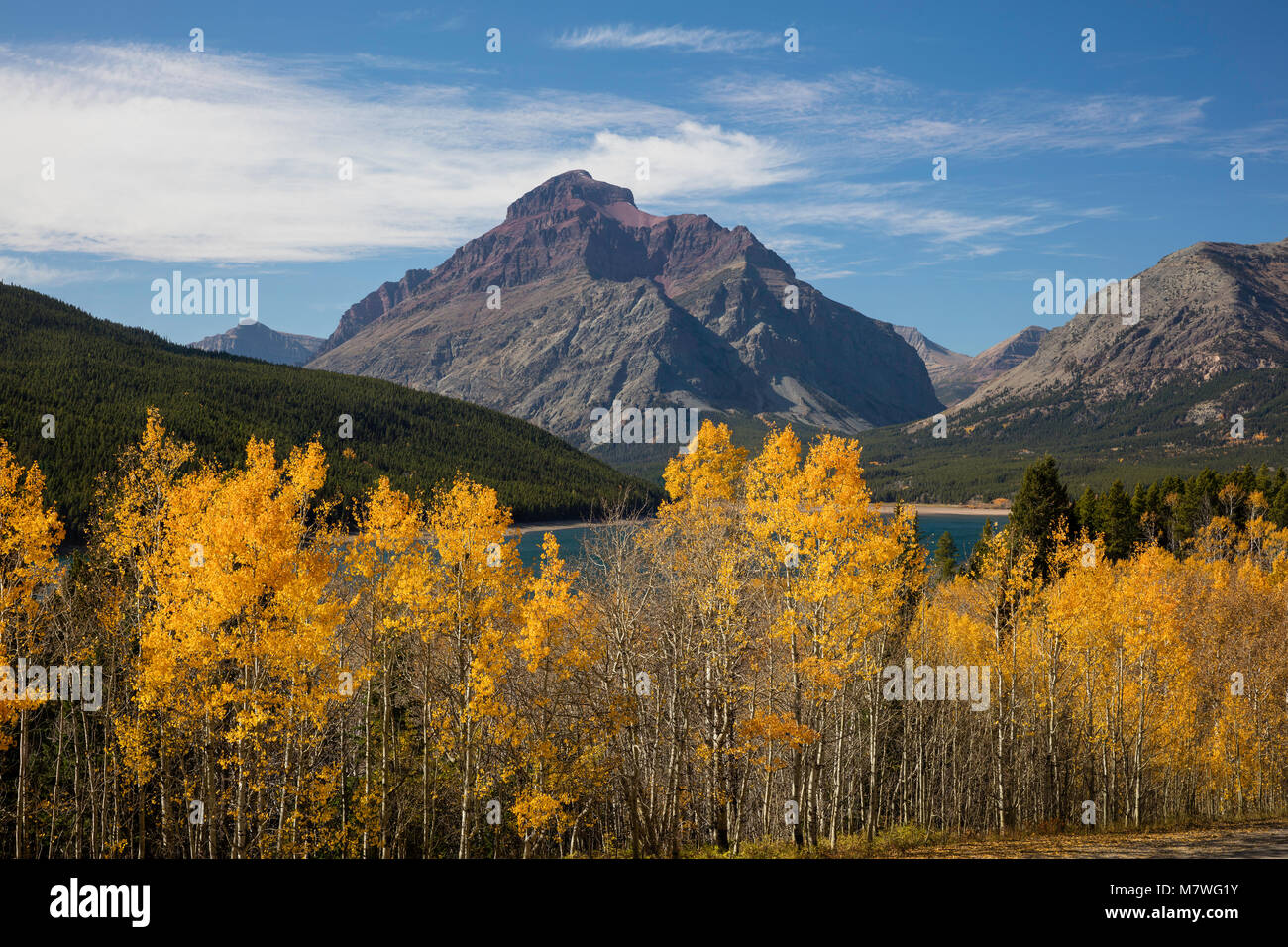 Golden aspen along Lower Two Medicine Lake, Glacier National Park ...