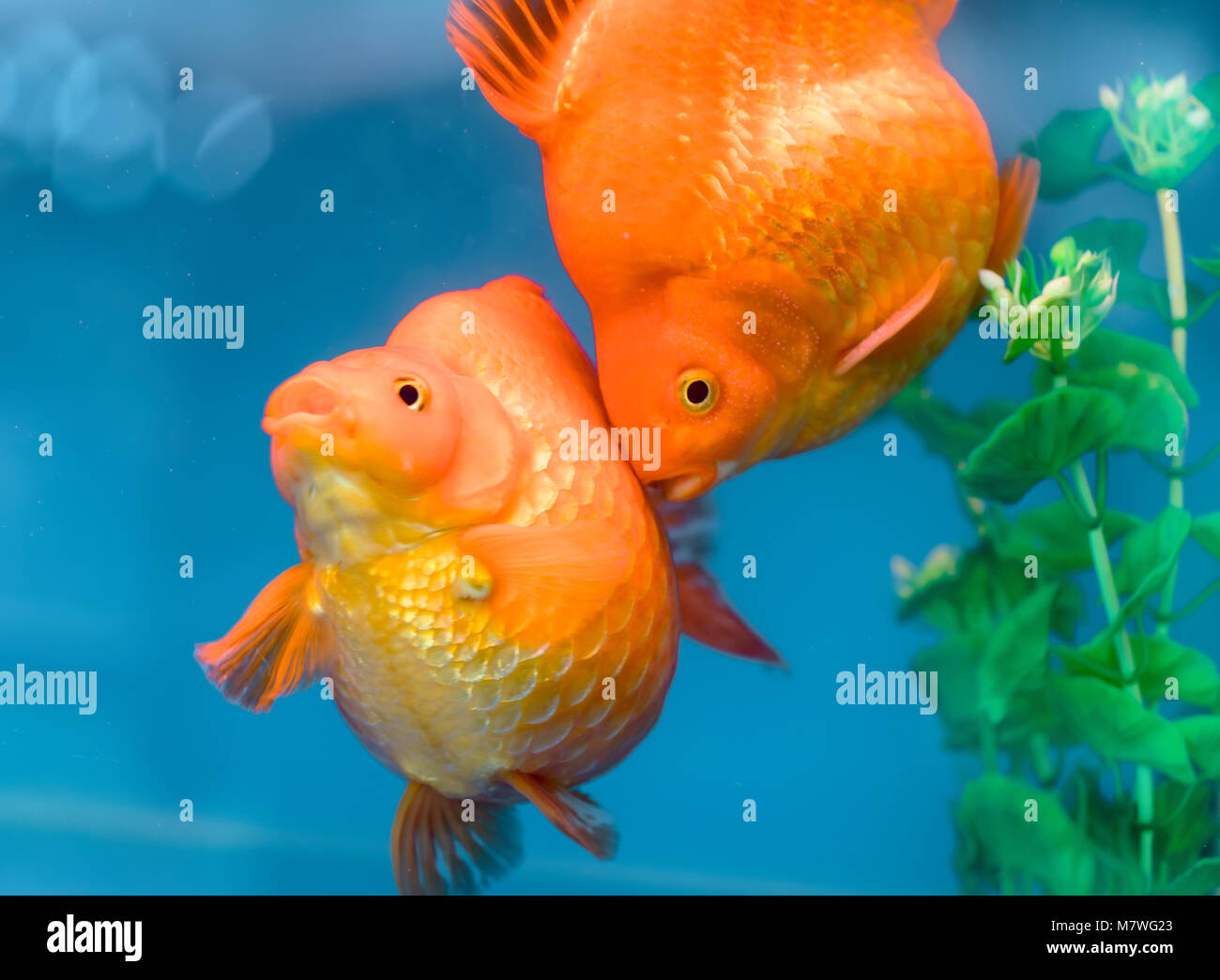 One of most popular pet ornamental fish is goldfish or Carassius ...