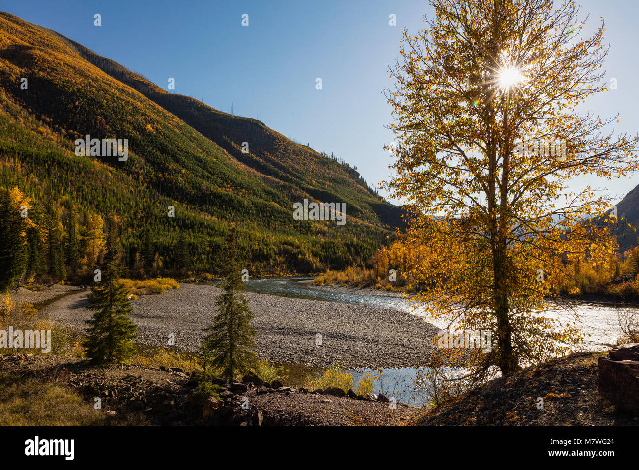 Sunburst through the aspen tree along the North Fork Flathead River ...