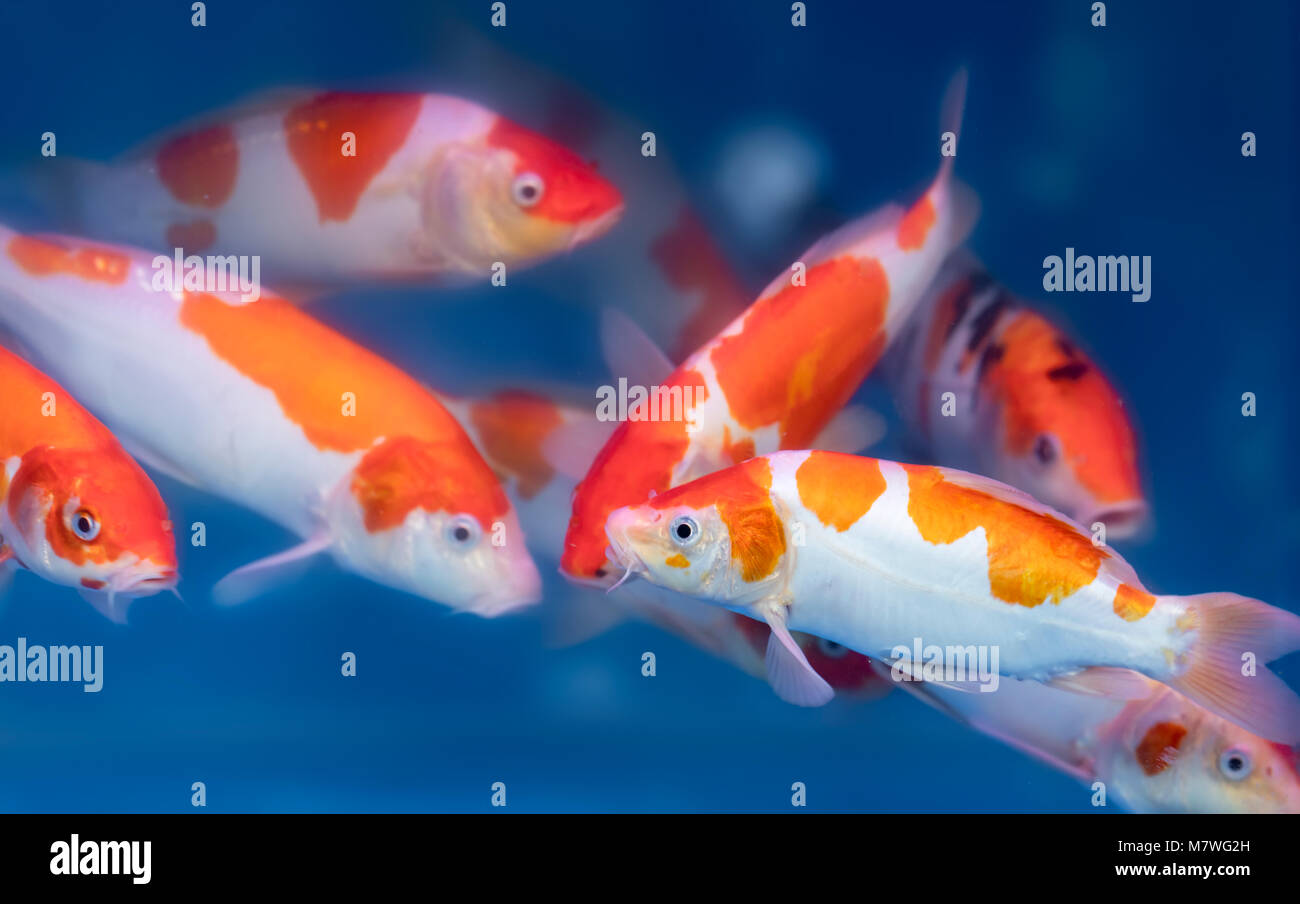 Orange white multi colored koi carp hi-res stock photography and images ...