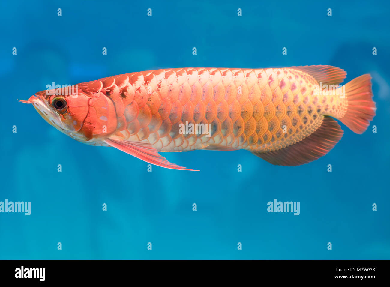 Platinum Arowana