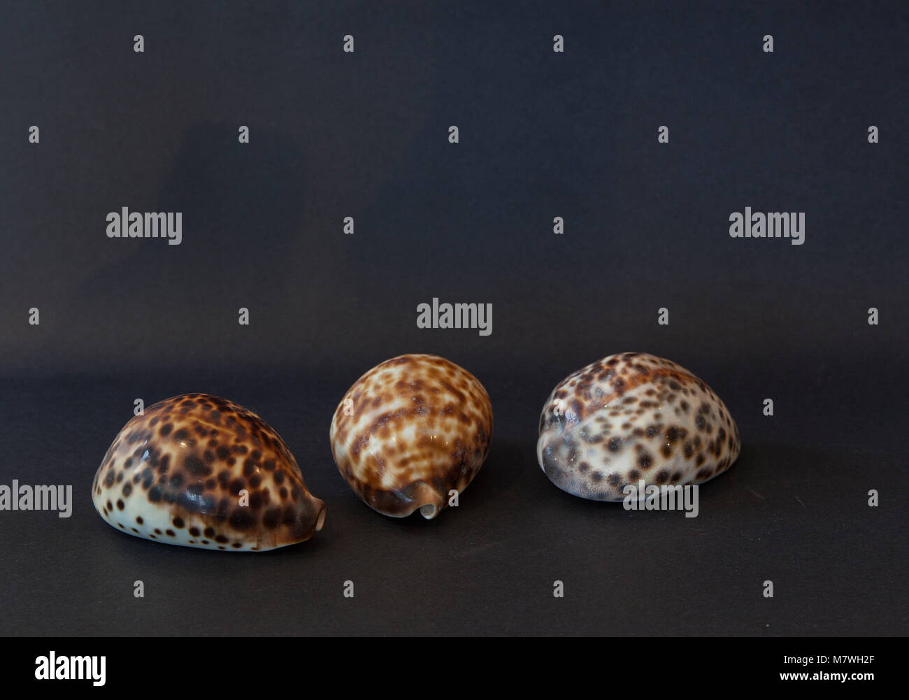 Cowry Shells Stock Photos & Cowry Shells Stock Images - Alamy