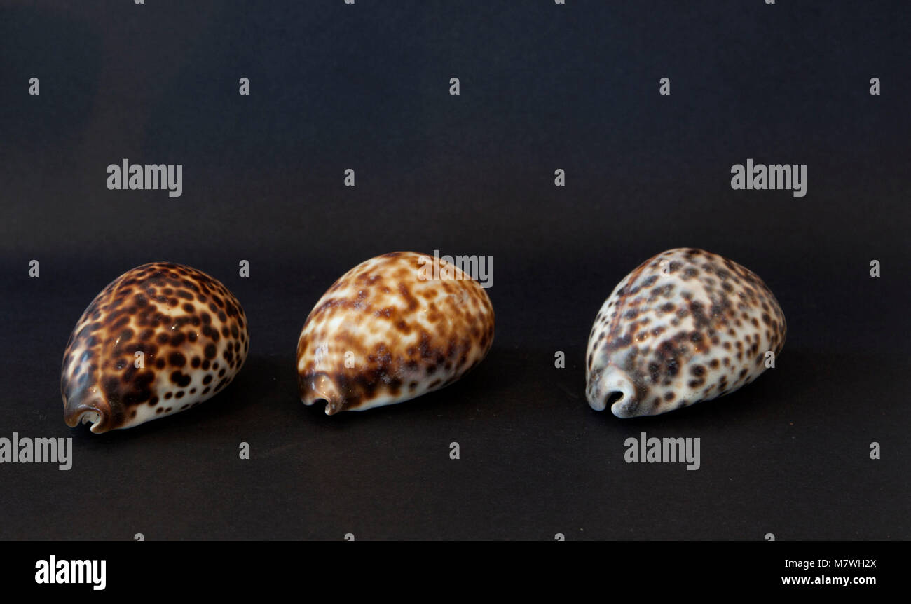 Cowry shells hi-res stock photography and images - Alamy