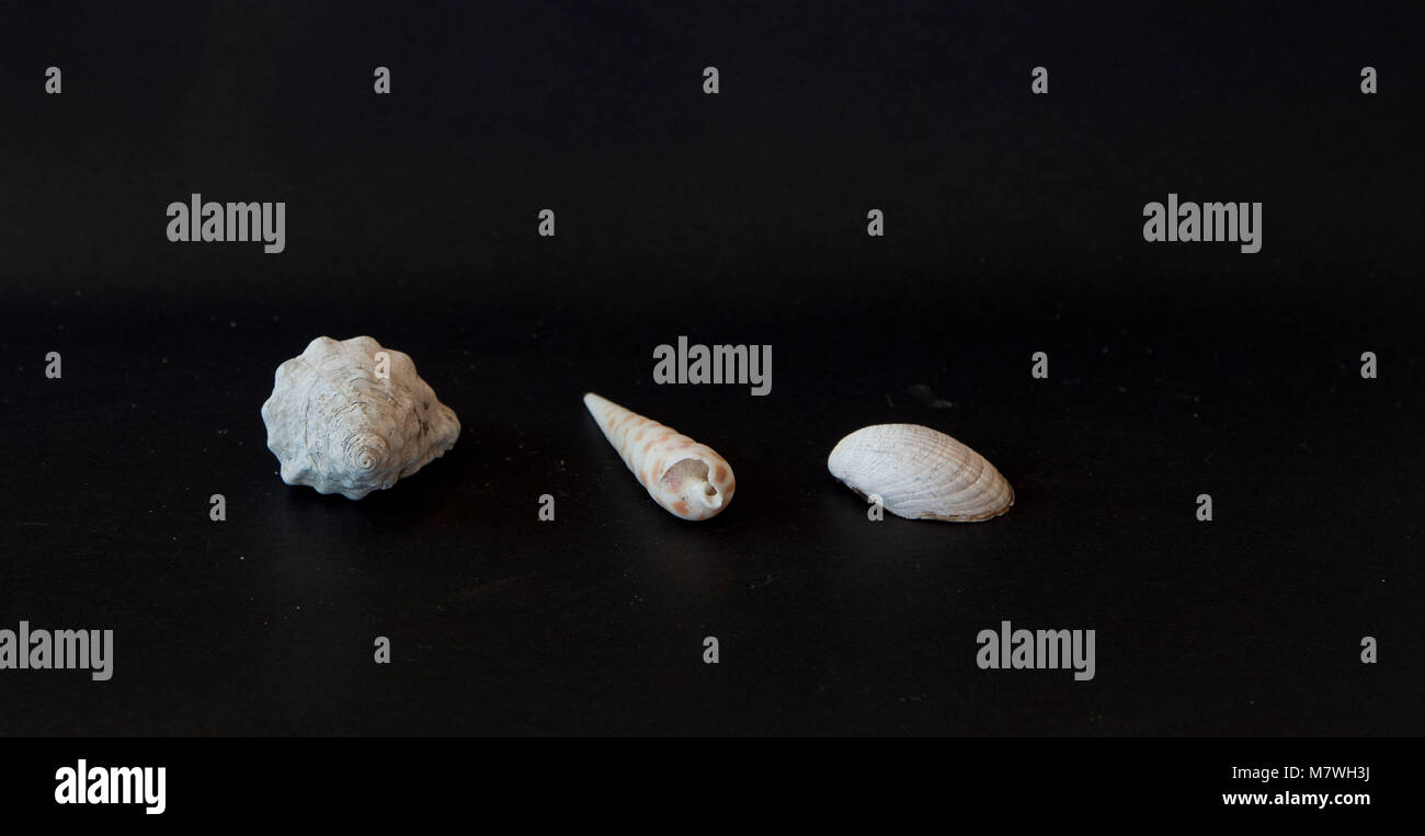 Black contrast hi-res stock photography and images - Alamy