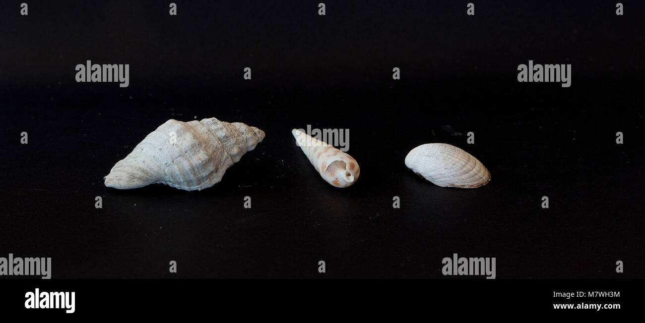 shells on black Stock Photo - Alamy