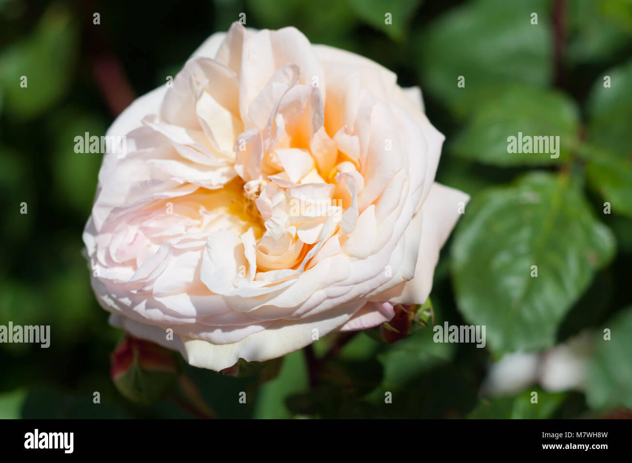 Rose leaves and flower hi-res stock photography and images - Alamy