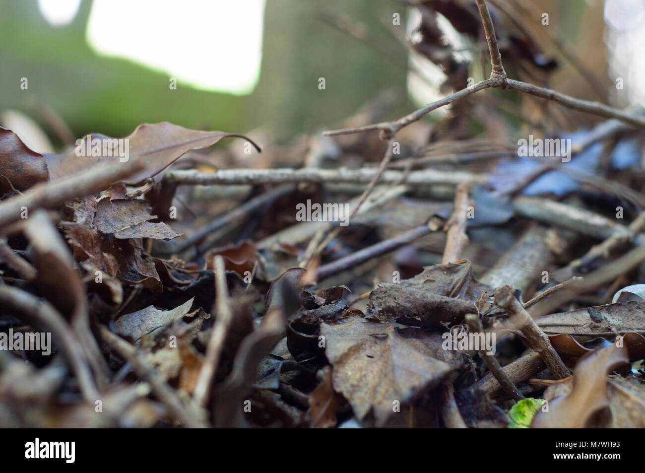 Pile of twigs hi-res stock photography and images - Alamy
