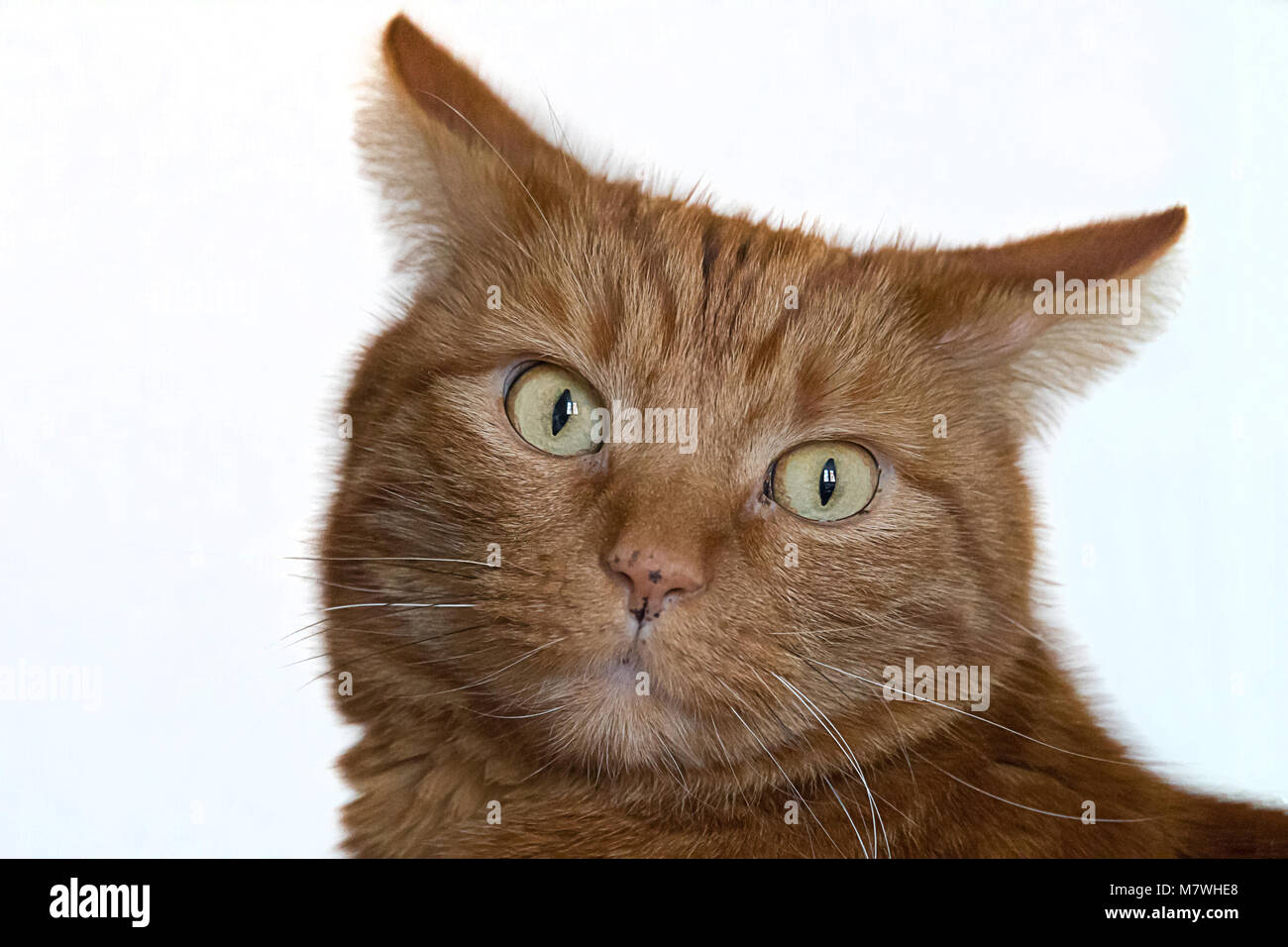Close up image of the face of a ginger cat with detailed eyes staring ...