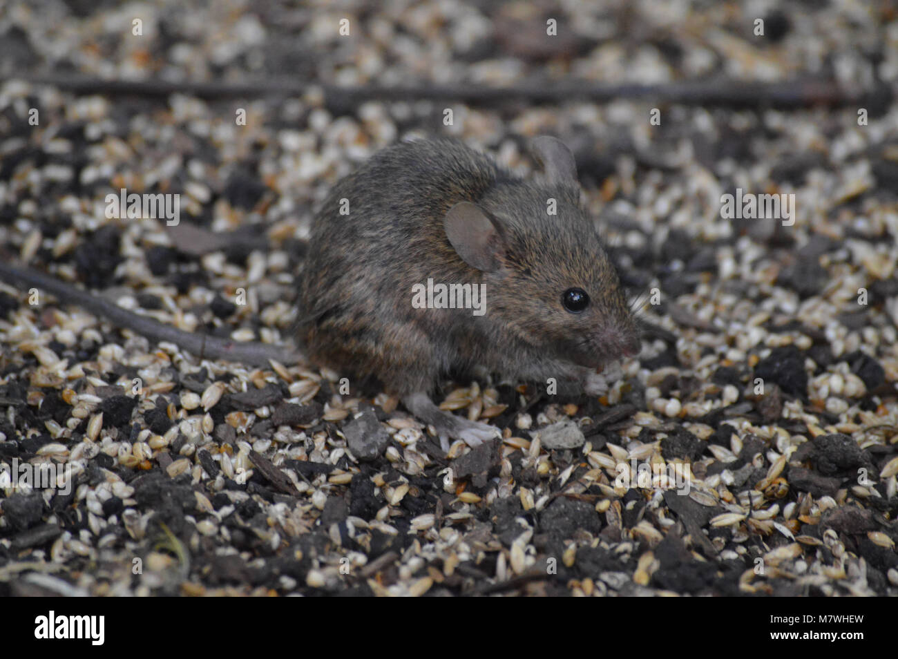 Ears of the mouse hi-res stock photography and images - Alamy