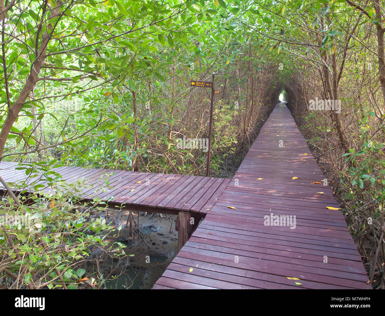 Boardwalk underpass of trees to the otherworldly of deep forest, focus ...